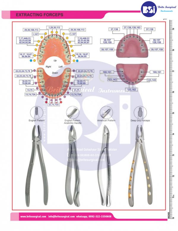 Extracting Forceps Chart – Brite Surgical